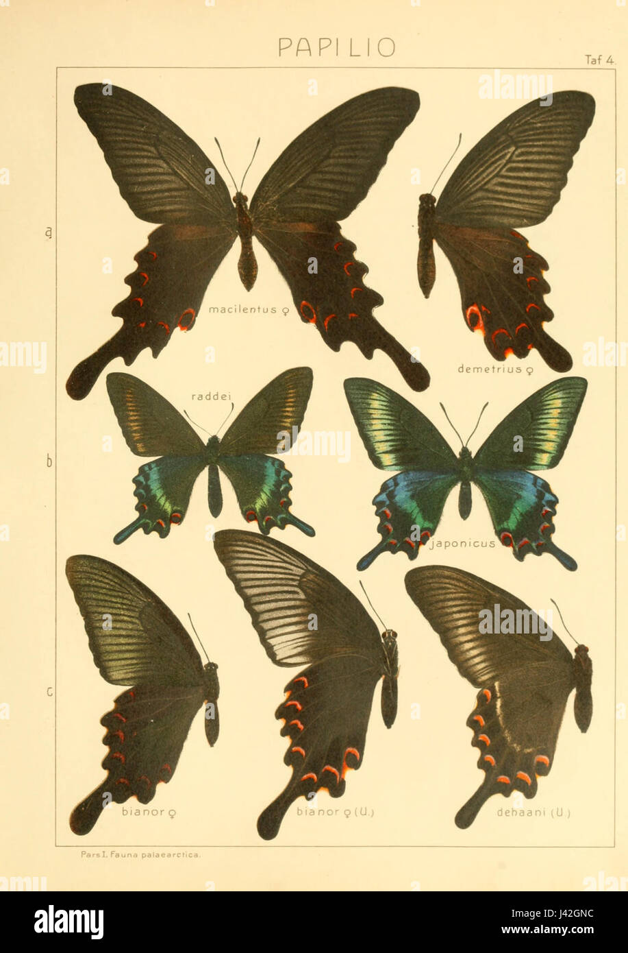 Life cycle of various moths hi-res stock photography and images - Alamy