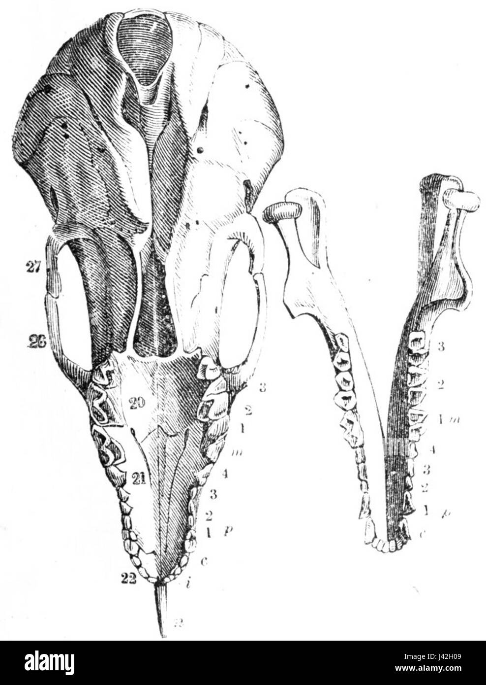 Mole Skull Drawing