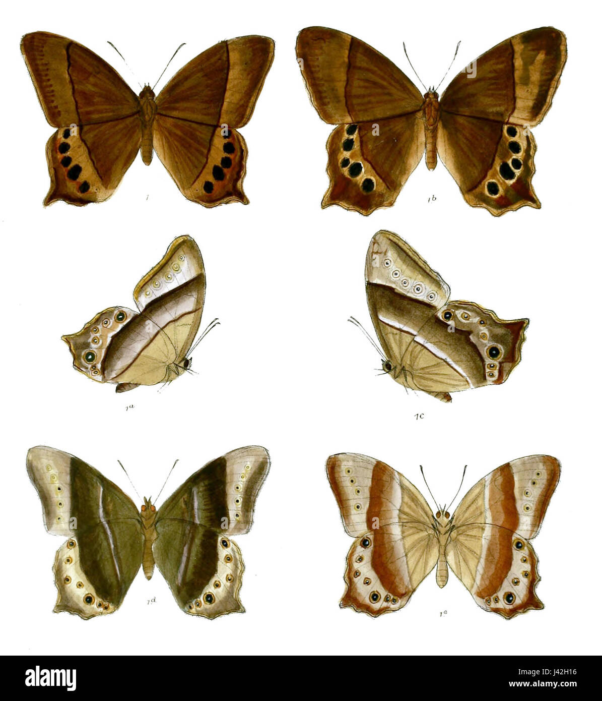 Lethe vindhya hi-res stock photography and images - Alamy