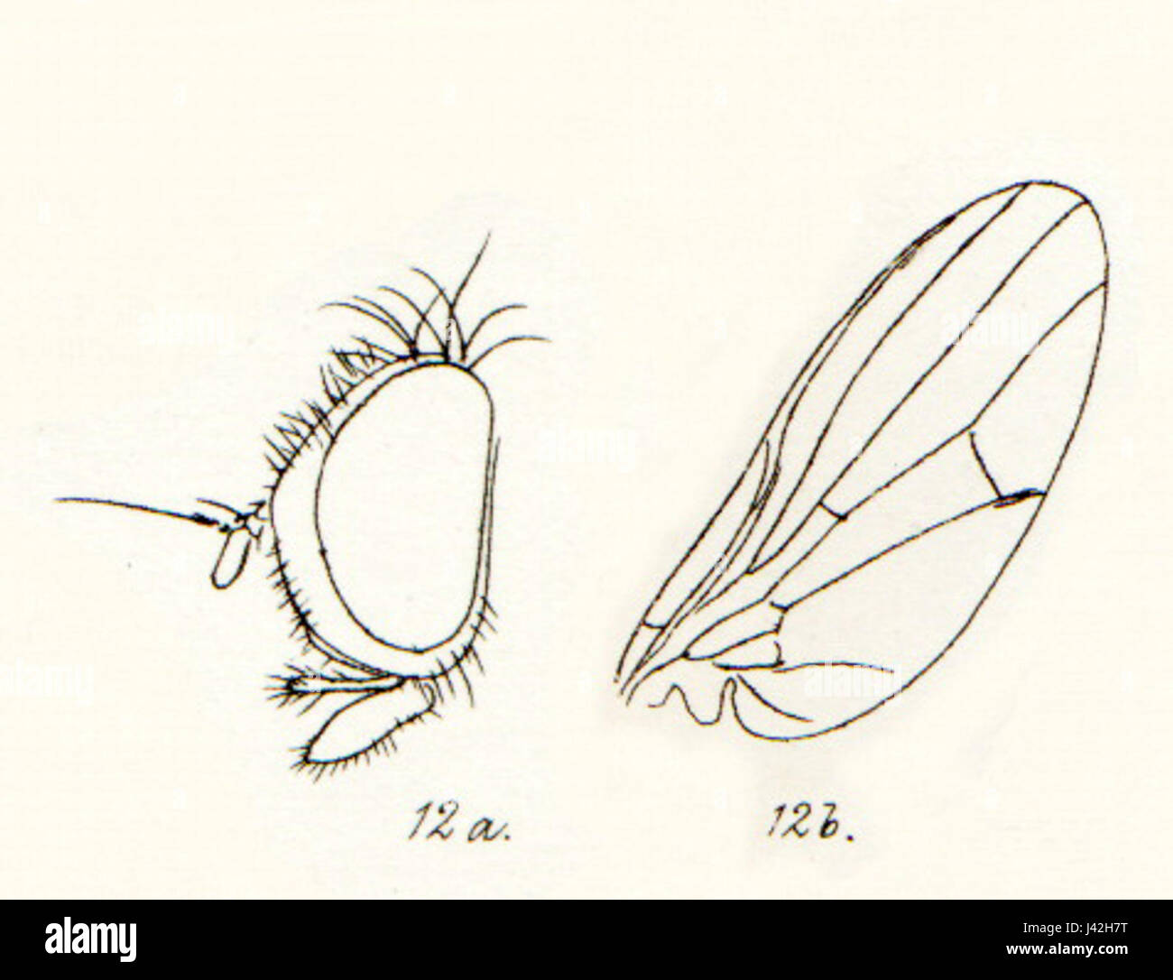 Chorea illustration hi-res stock photography and images - Alamy