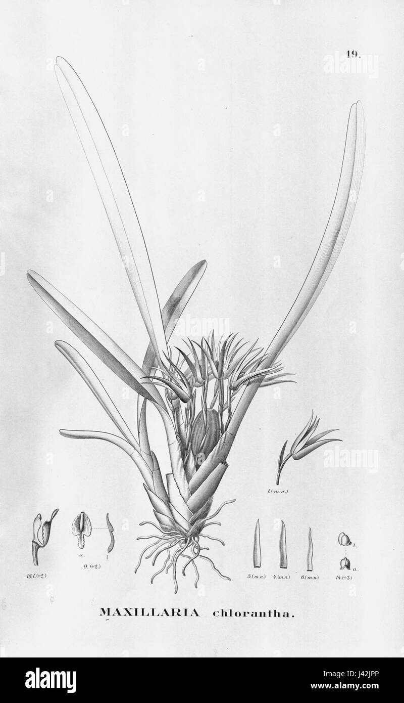 Maxillaria chlorantha hi-res stock photography and images - Alamy