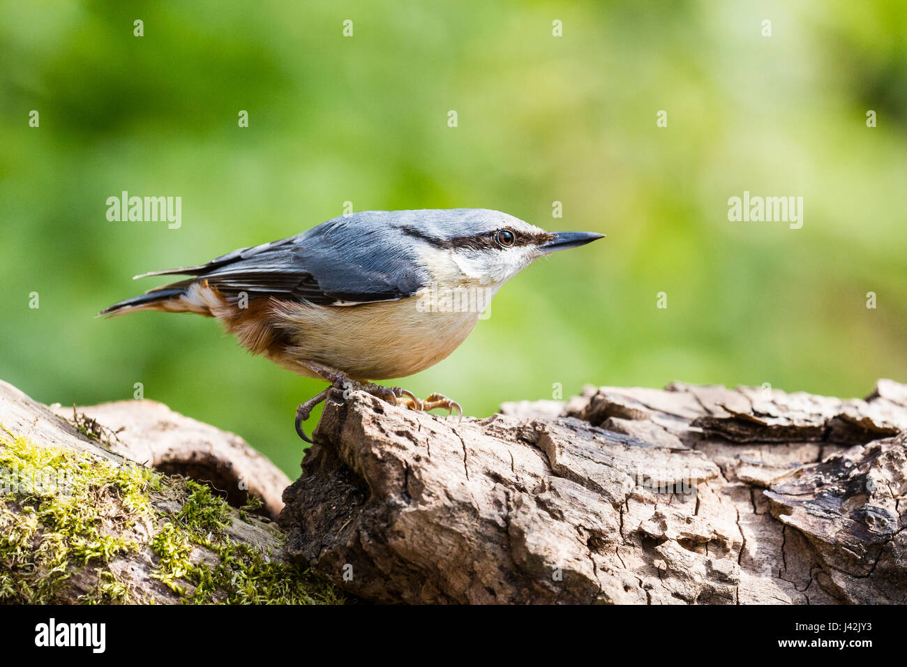 A nuthatch foraging in a rural garden at Springtime Stock Photo - Alamy
