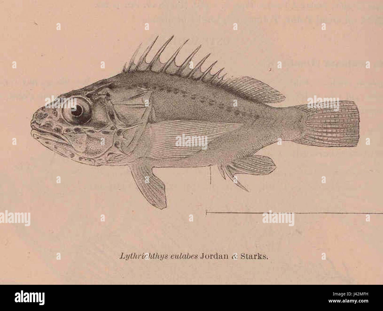 Eulabes hi-res stock photography and images - Alamy