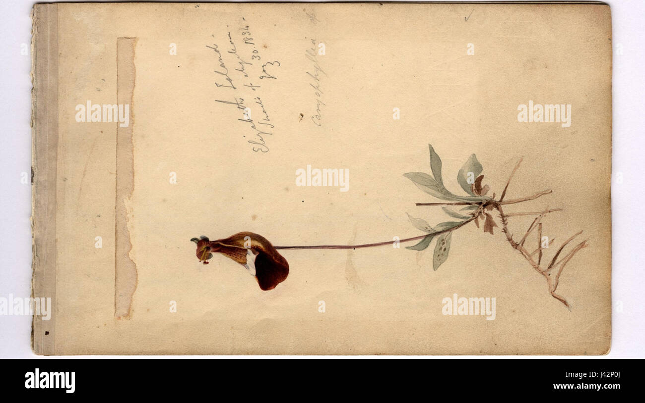 Caryophyllia hi-res stock photography and images - Alamy