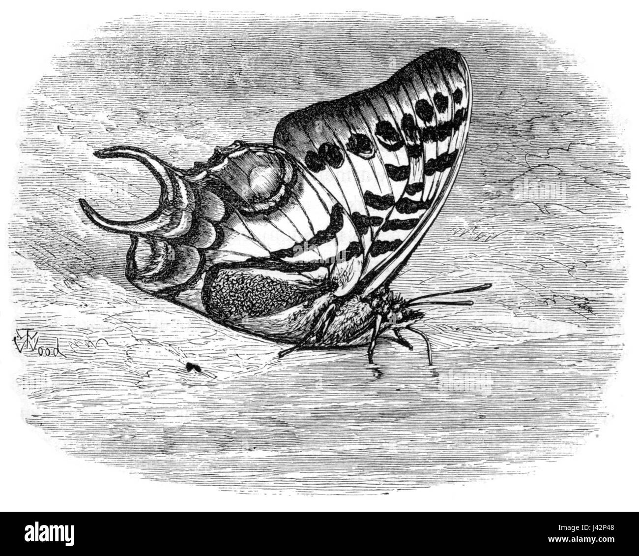 Natural butterfly behavior Black and White Stock Photos & Images - Alamy