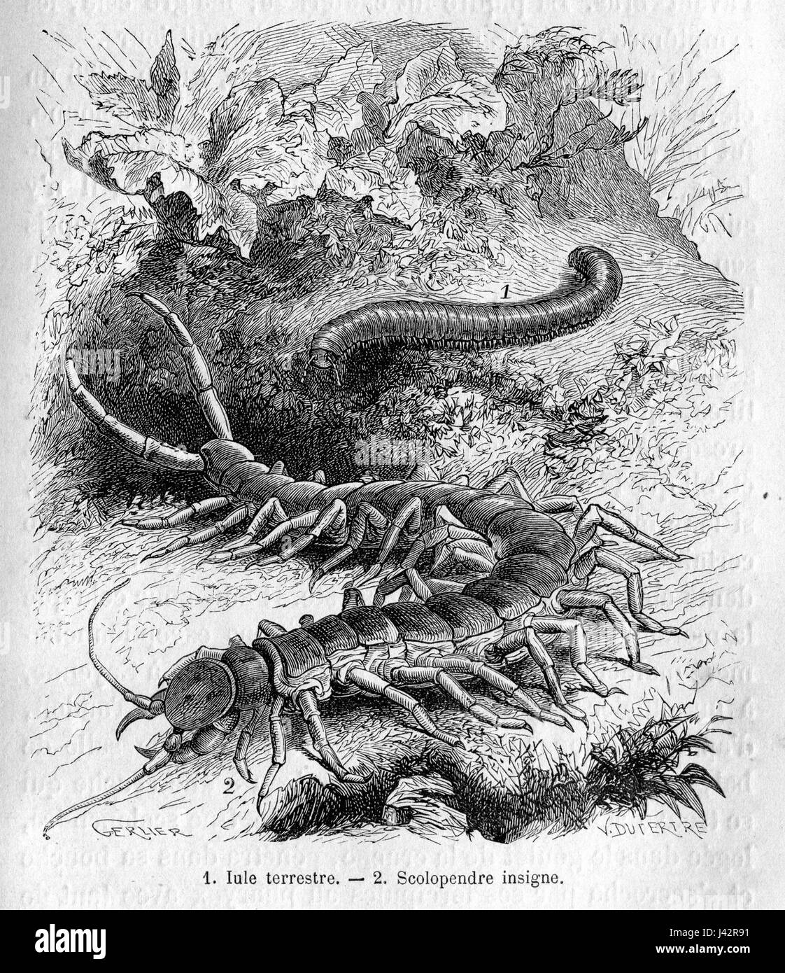 Livre Nos ennemis, par Mangin, illustration par Gerlier 001 Stock Photo ... Livre Nos ennemis, par Mangin, illustration par Gerlier 001 Stock Photo ...