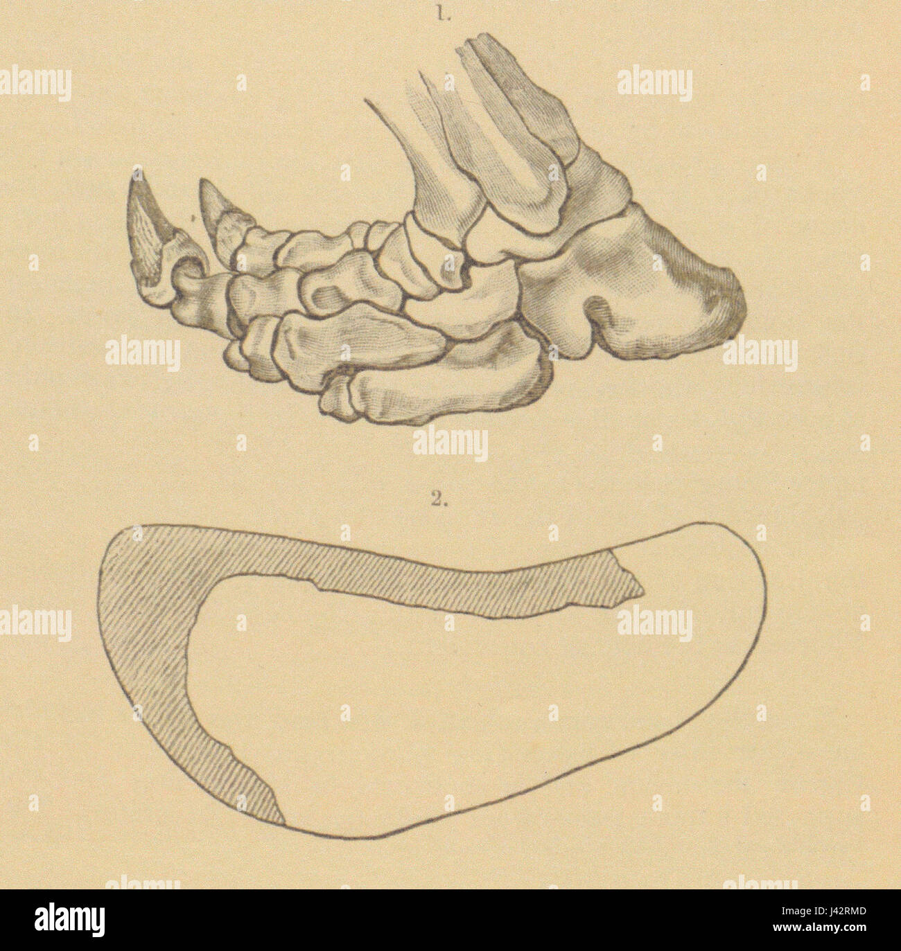 This work documents the discovery of the Paramylodon, a prehistoric ...