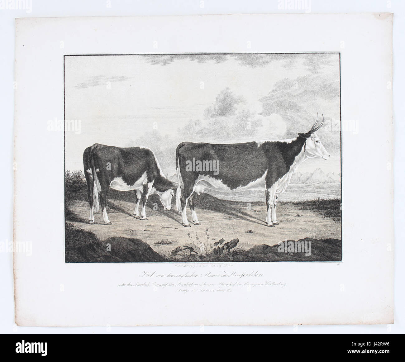 This historical depiction illustrates a cow of the English breed from ...