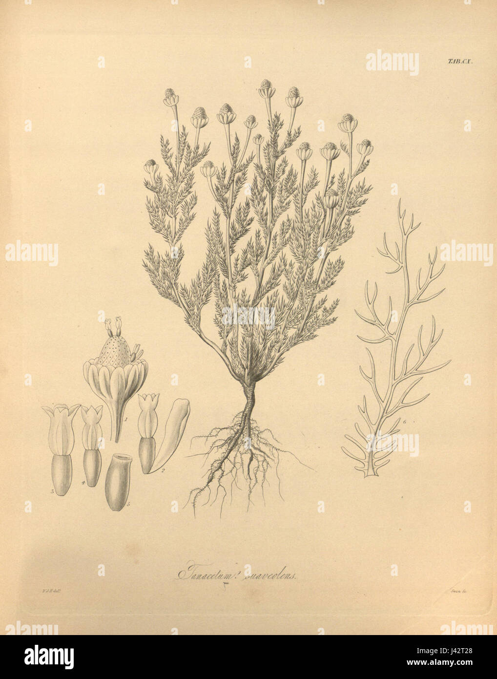 Matricaria discoidea ssp. discoidea Stock Photo - Alamy