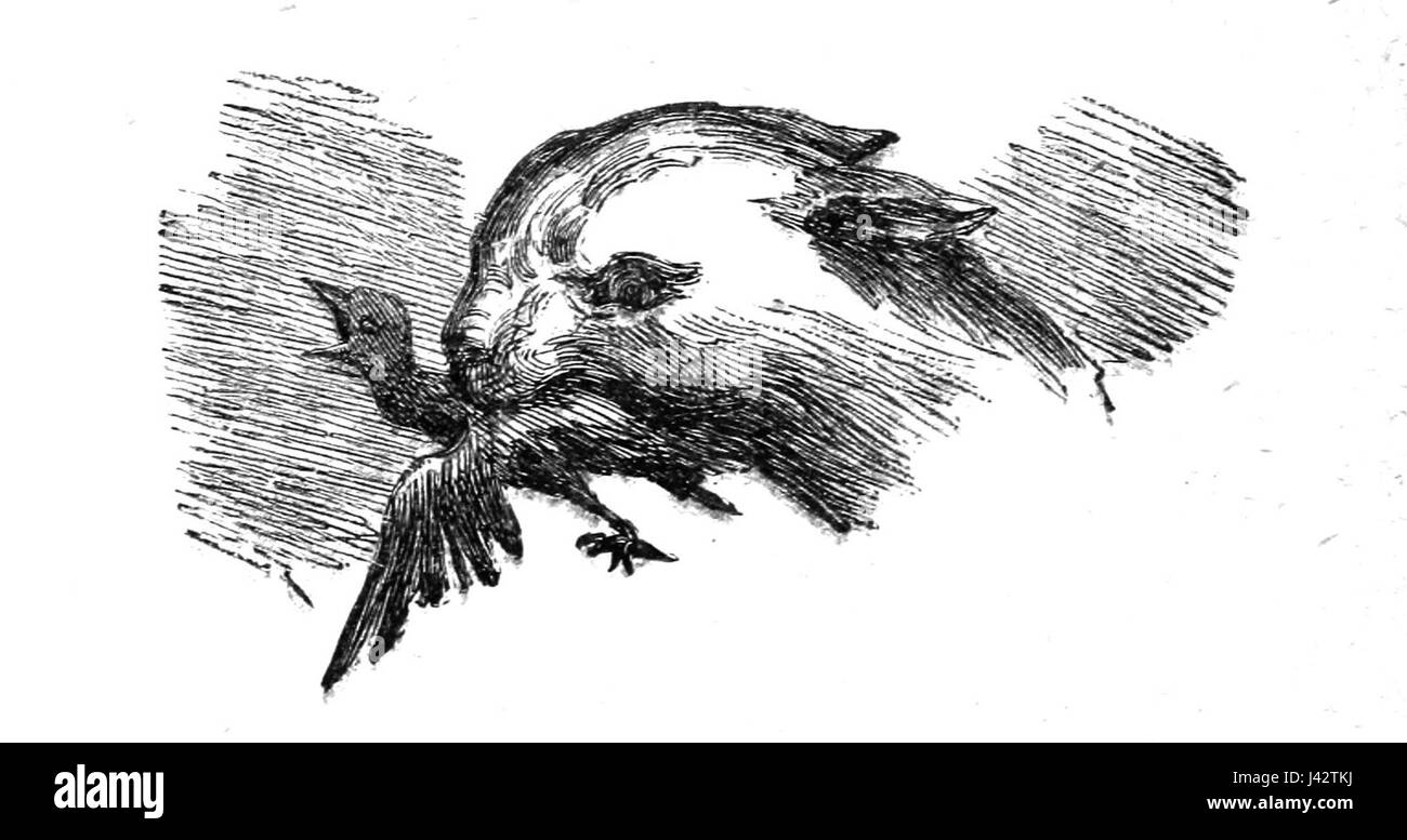 Misfortunes Black and White Stock Photos & Images - Alamy