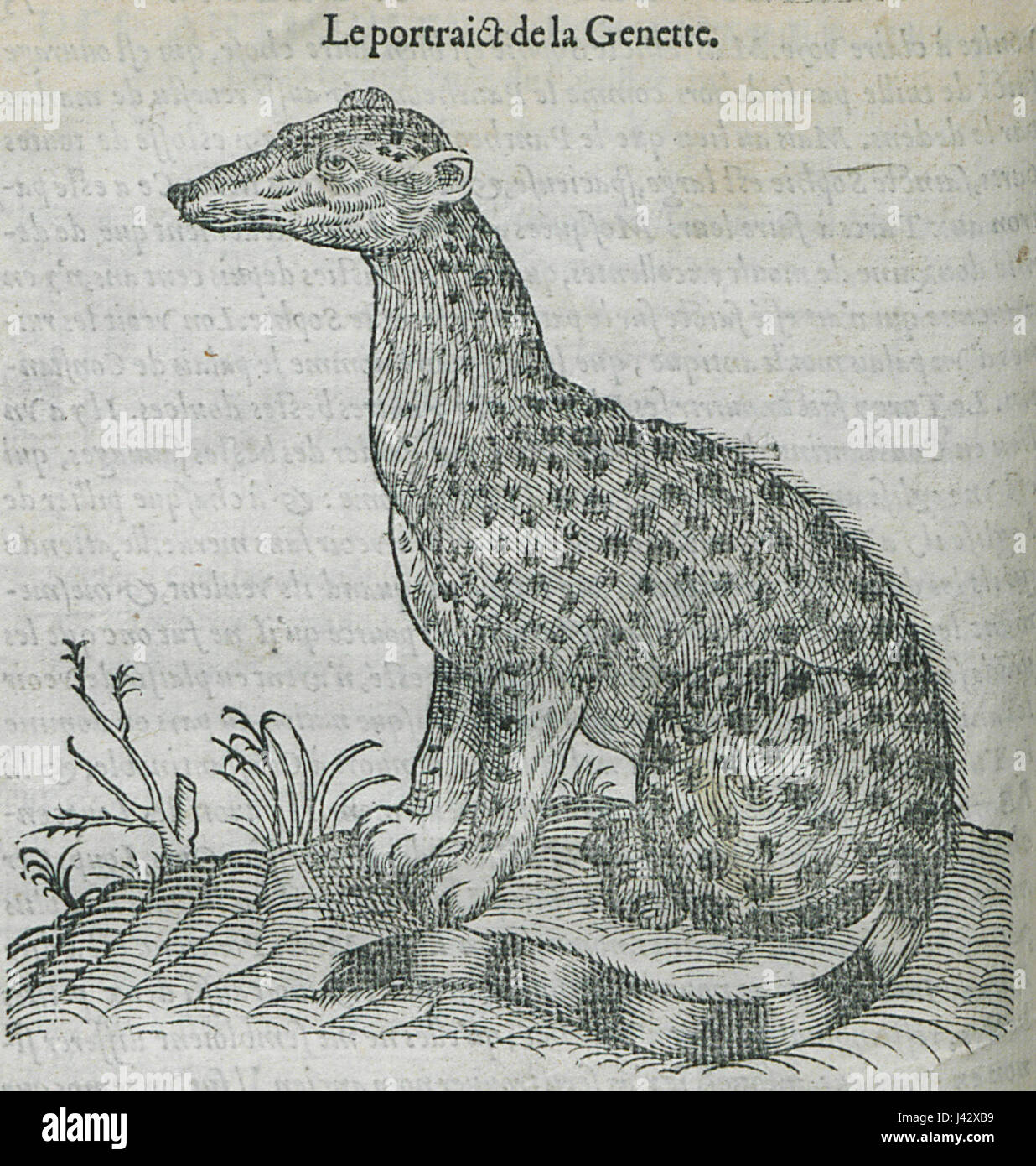 1554 map hi-res stock photography and images - Alamy