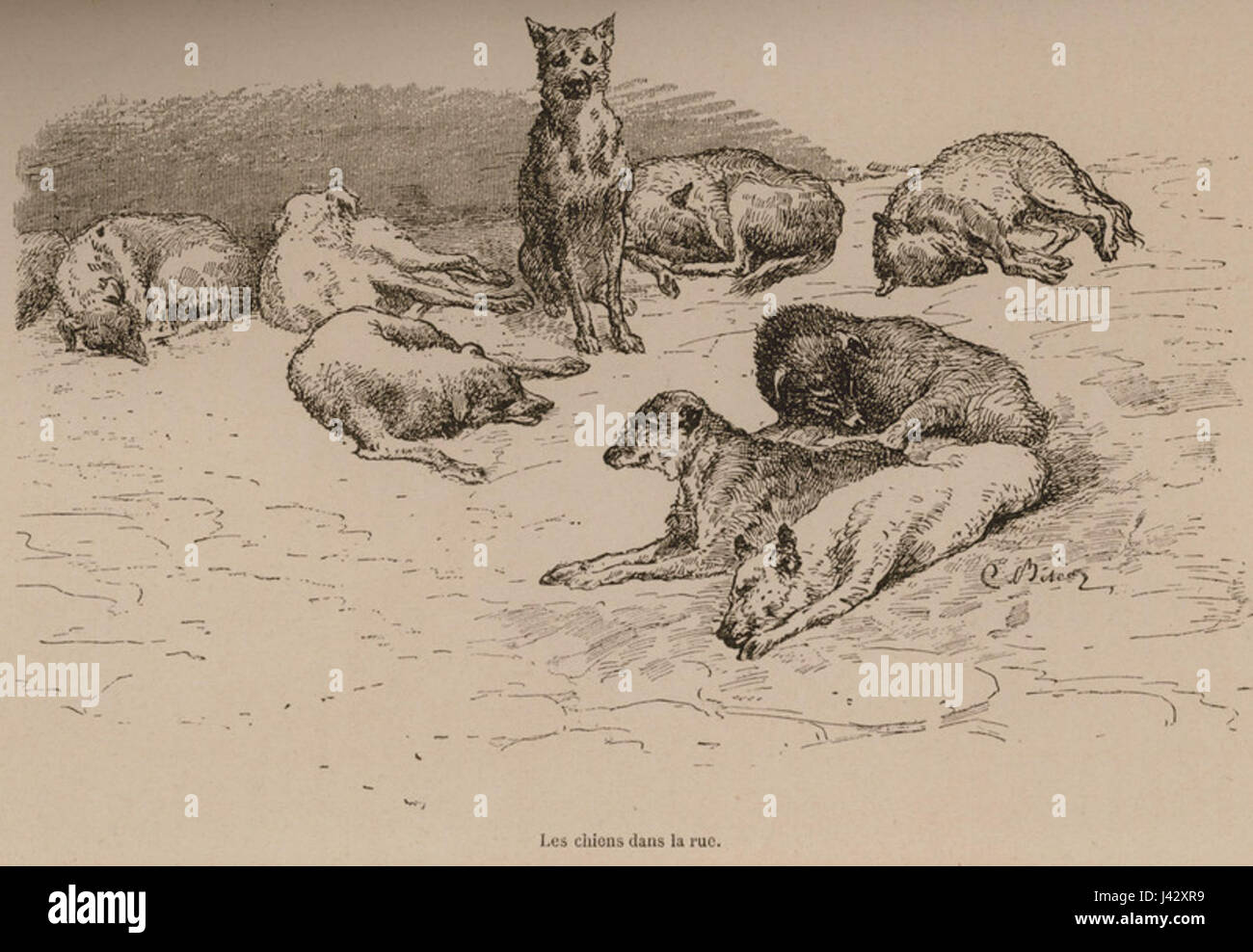 Chiens dans la rue hi-res stock photography and images - Alamy