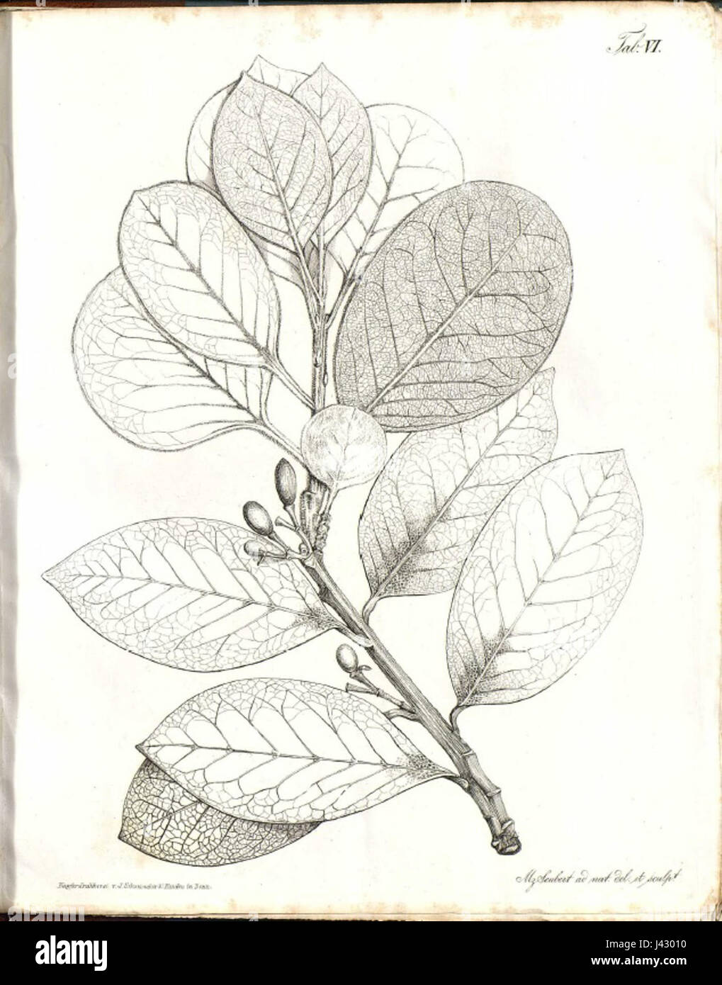 Azorean ecosystems hi-res stock photography and images - Alamy