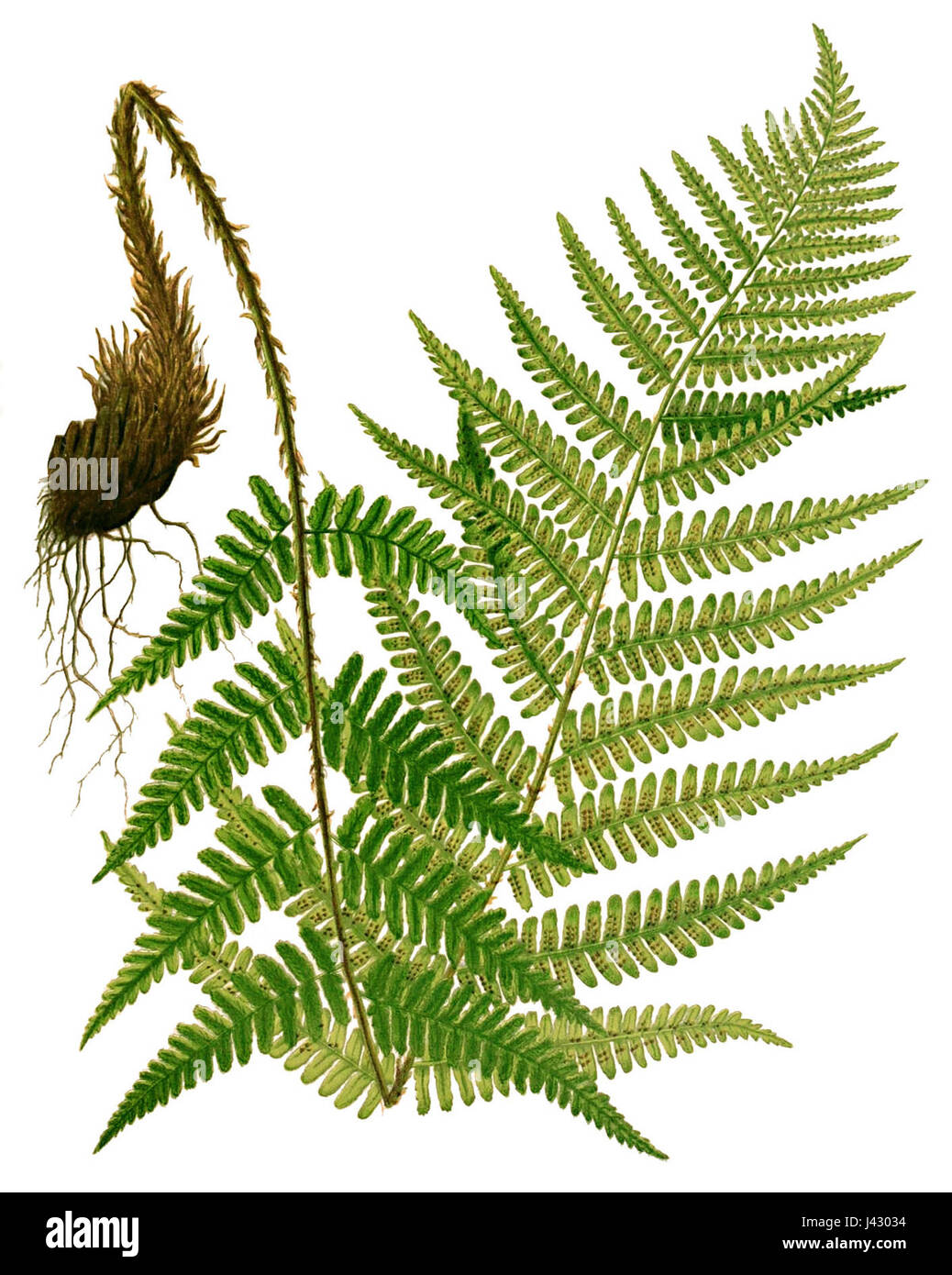Male Fern Dryopteris filix mas Stock Photo - Alamy