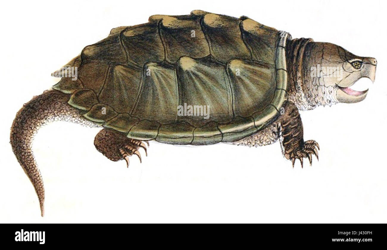 An illustration from Holbrook's 19th-century work depicts Macrochelys ...