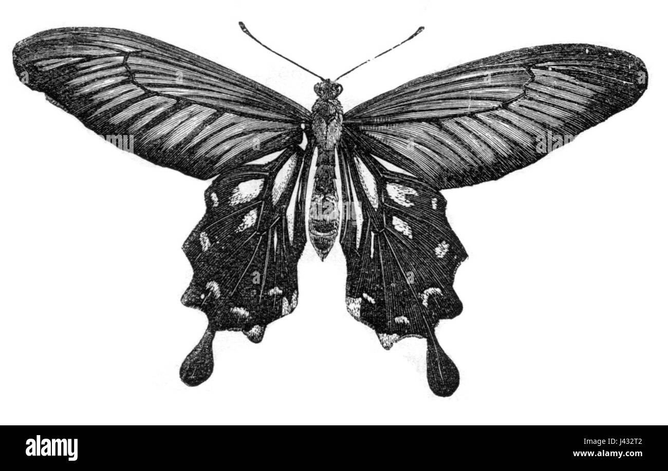 The 'Papilio coon' is a species of butterfly native to the Malay ...