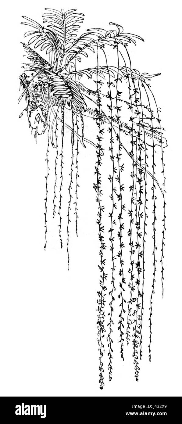 Botany interest Cut Out Stock Images & Pictures - Alamy