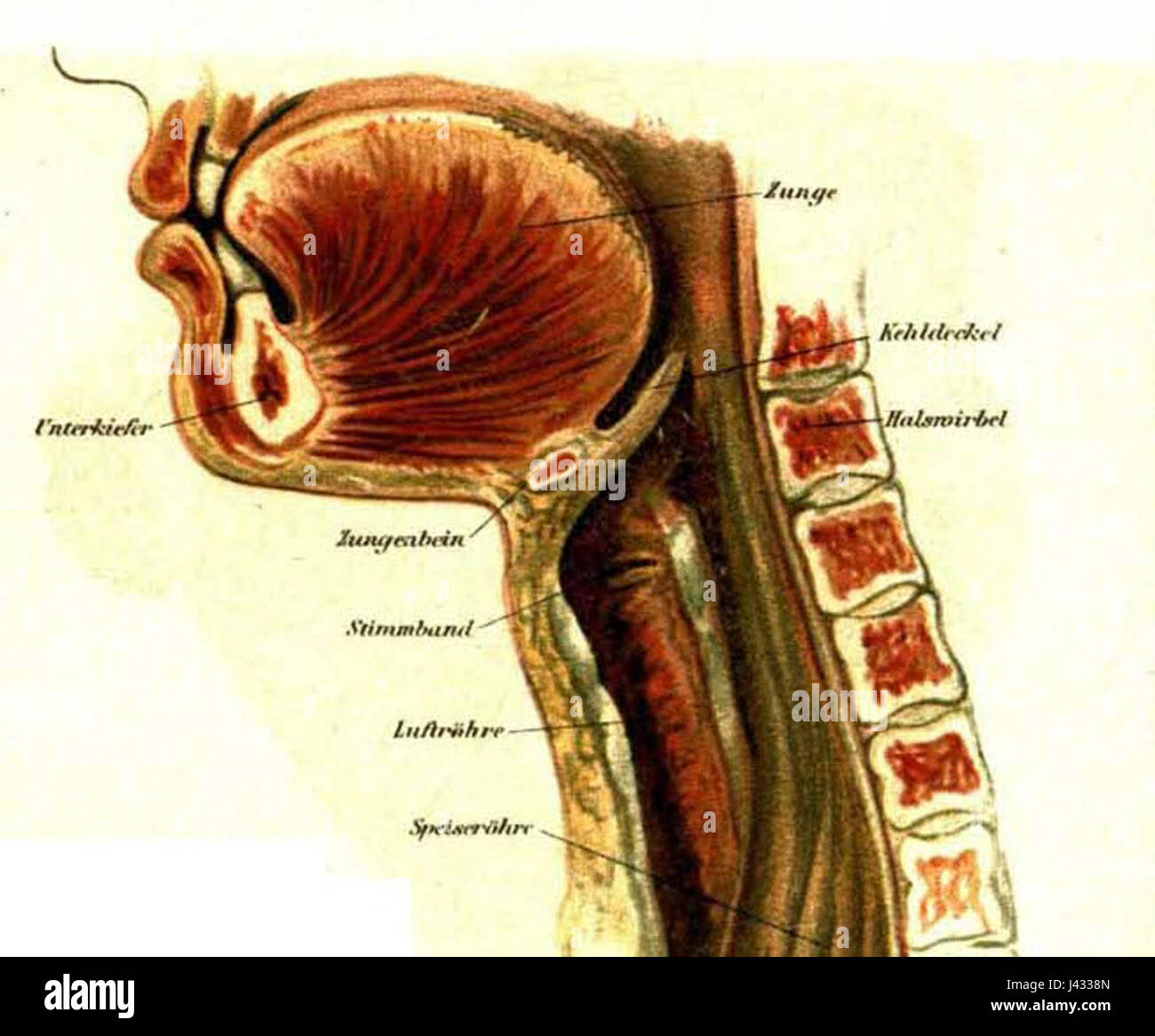 Larynx drawing hi-res stock photography and images - Alamy
