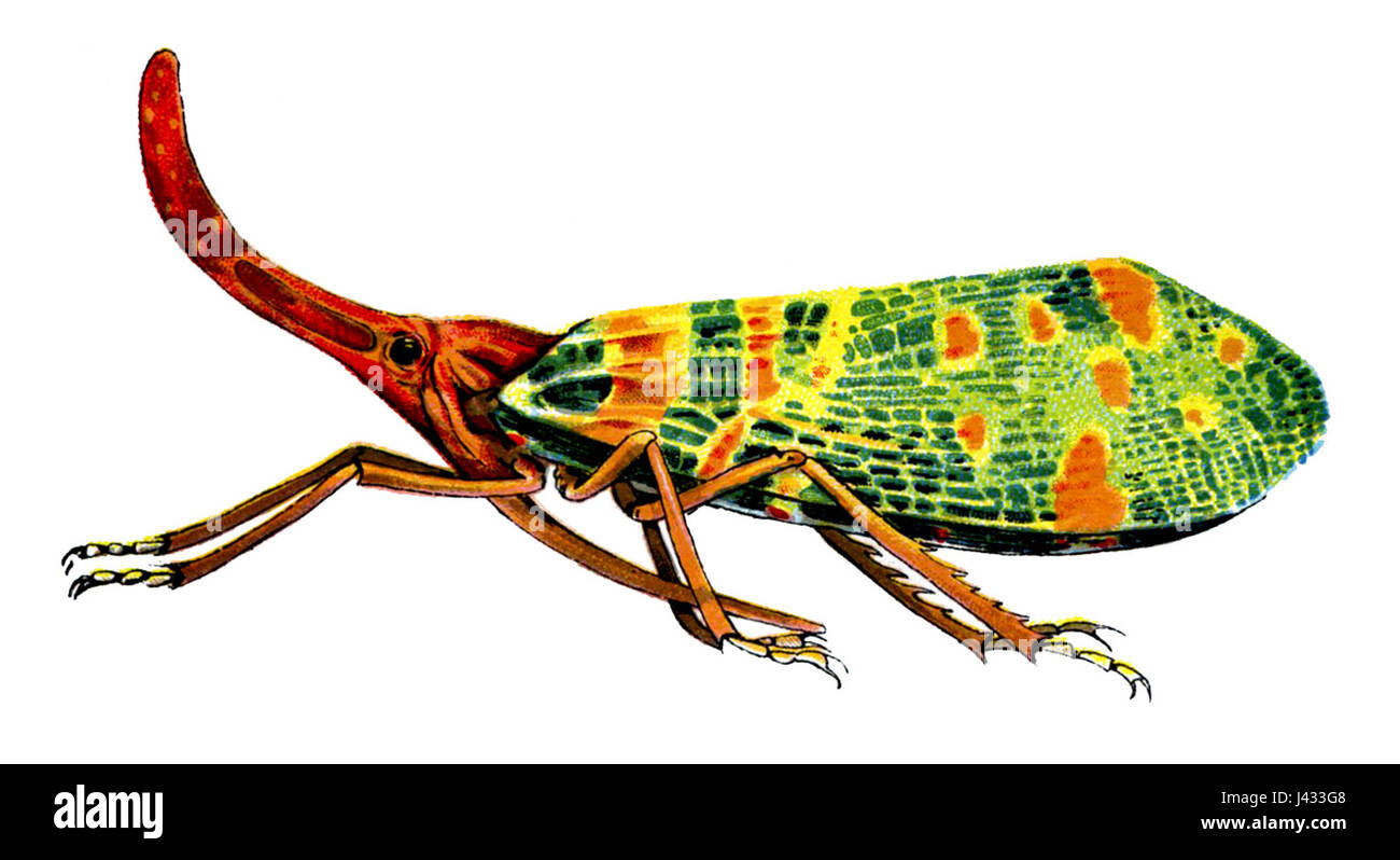 Laternaria candelaria, a species of plant, is recognized for its ...