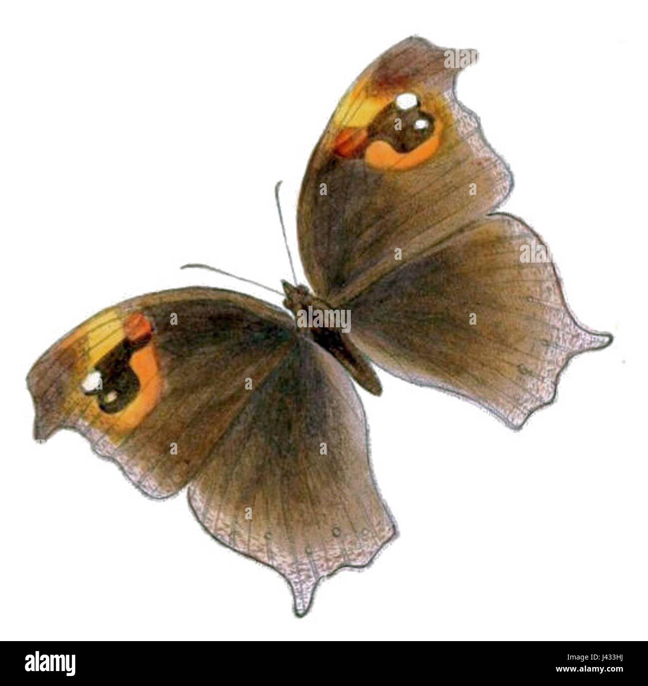 Entomological specimen lepidoptera hi-res stock photography and images ...