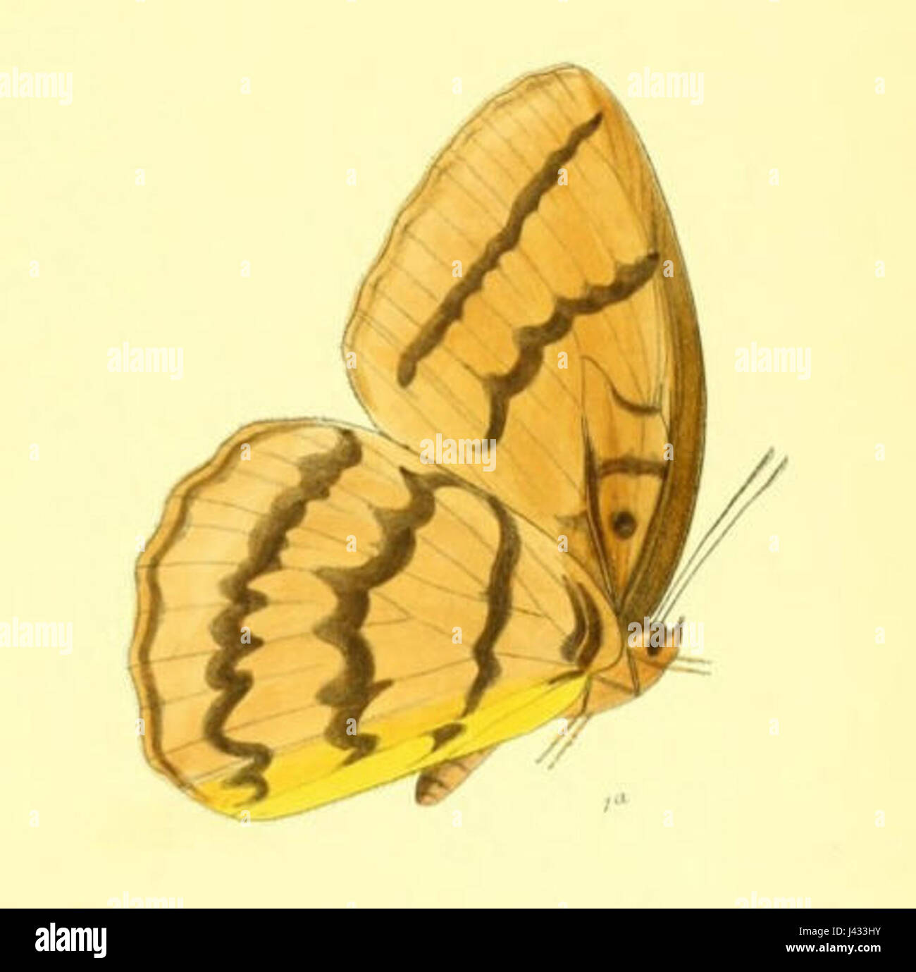 Pallid faun butterfly hi-res stock photography and images - Alamy