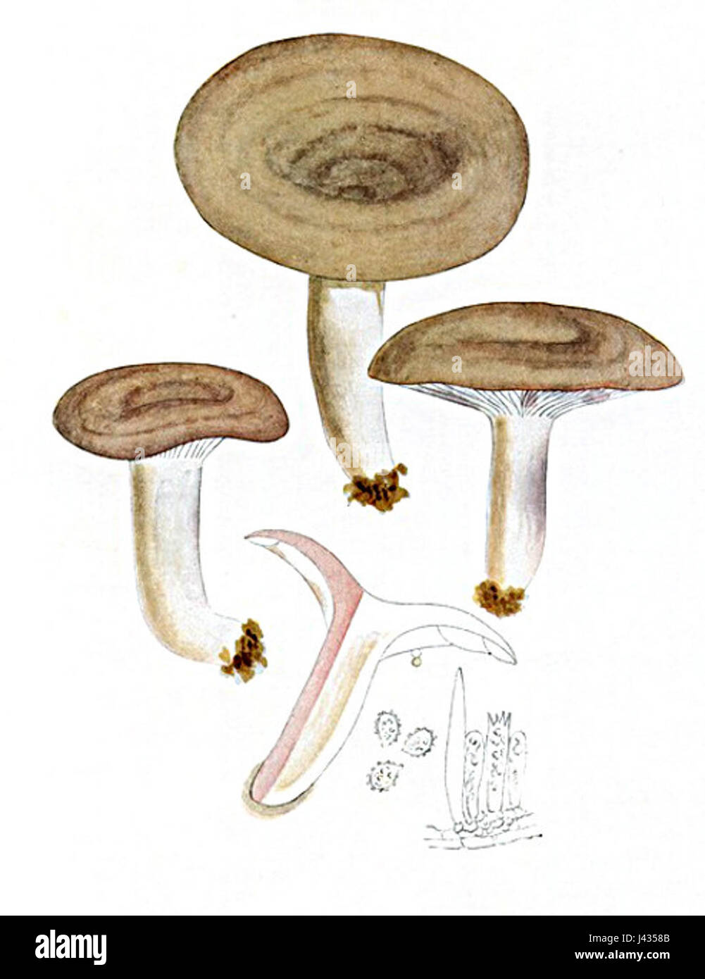 Lactarius uvidus is a species of mushroom detailed in the Breslau ...