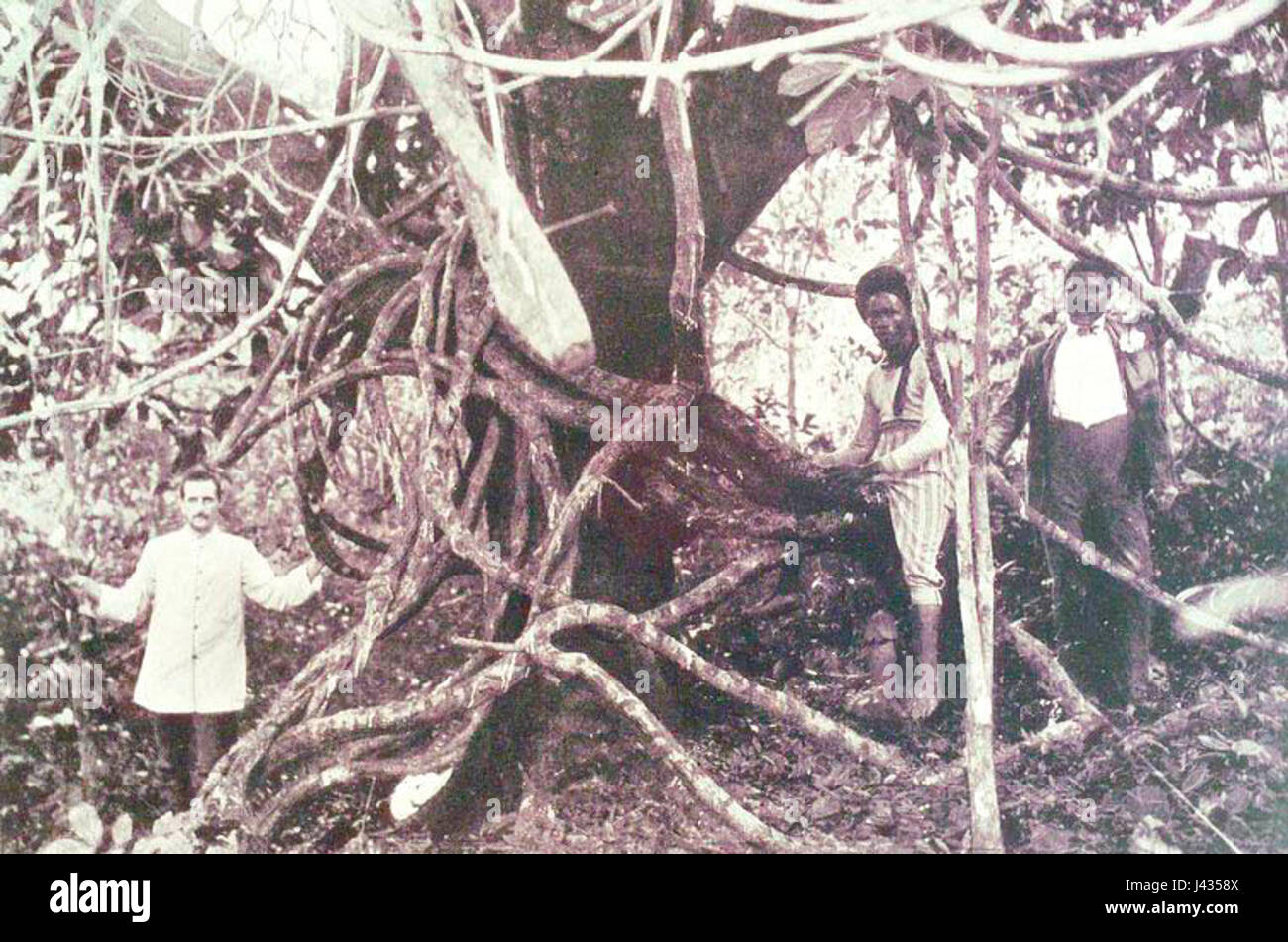 The image depicts Landolphia owariensis, a species of flowering plant ...