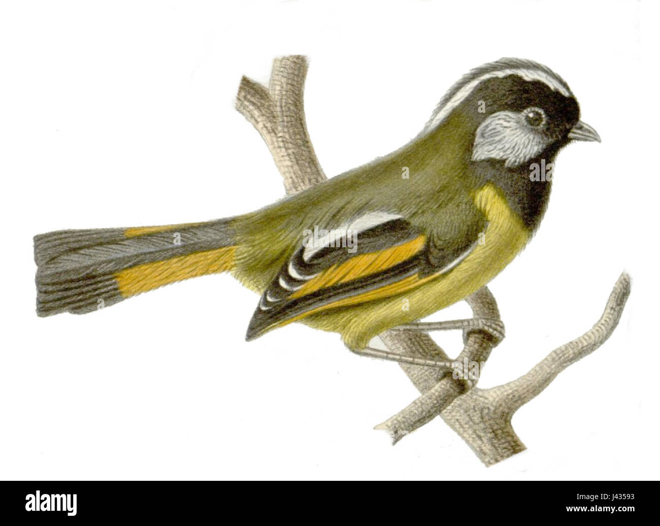 Lioparus chrysotis is a species of bird, part of the Paridae family. It ...