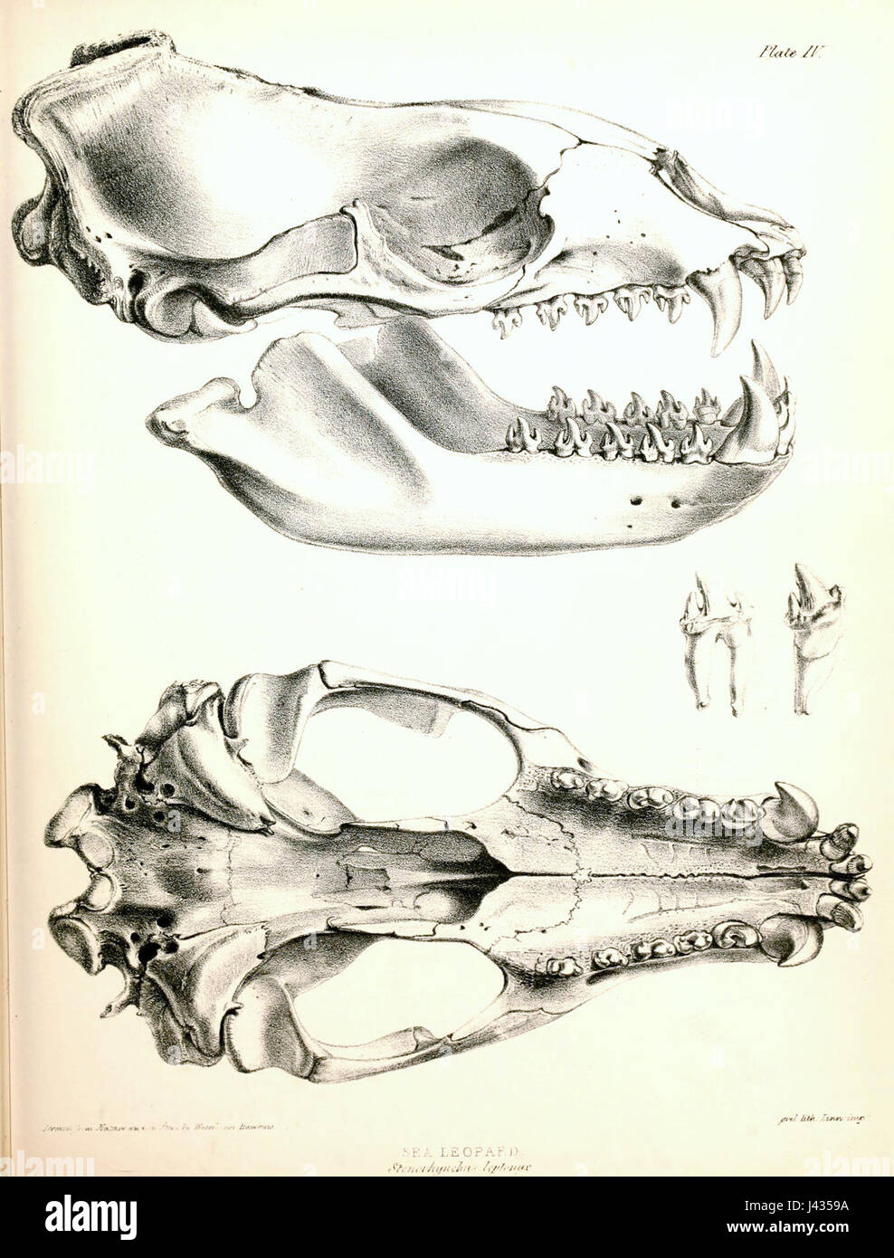 Leopard Seal skull 1844 Stock Photo - Alamy