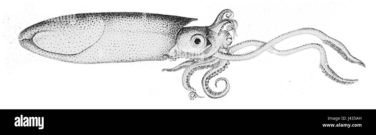 Small marine animals Cut Out Stock Images & Pictures - Alamy