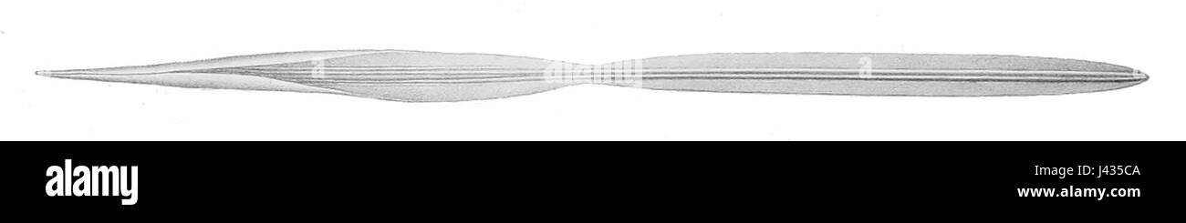 Aquatic stability Cut Out Stock Images & Pictures - Alamy