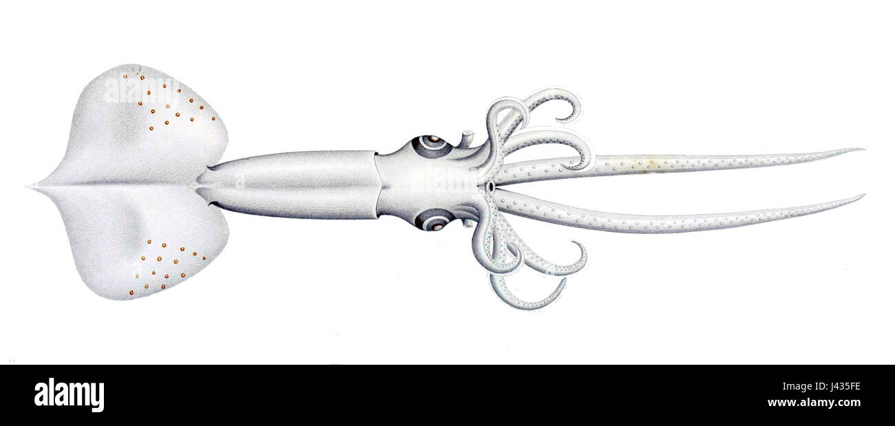 Squids unique characteristics hi-res stock photography and images - Alamy