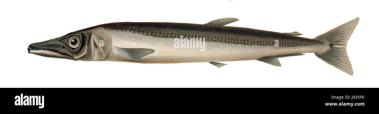 Deep sea atlantic underwater Cut Out Stock Images & Pictures - Alamy