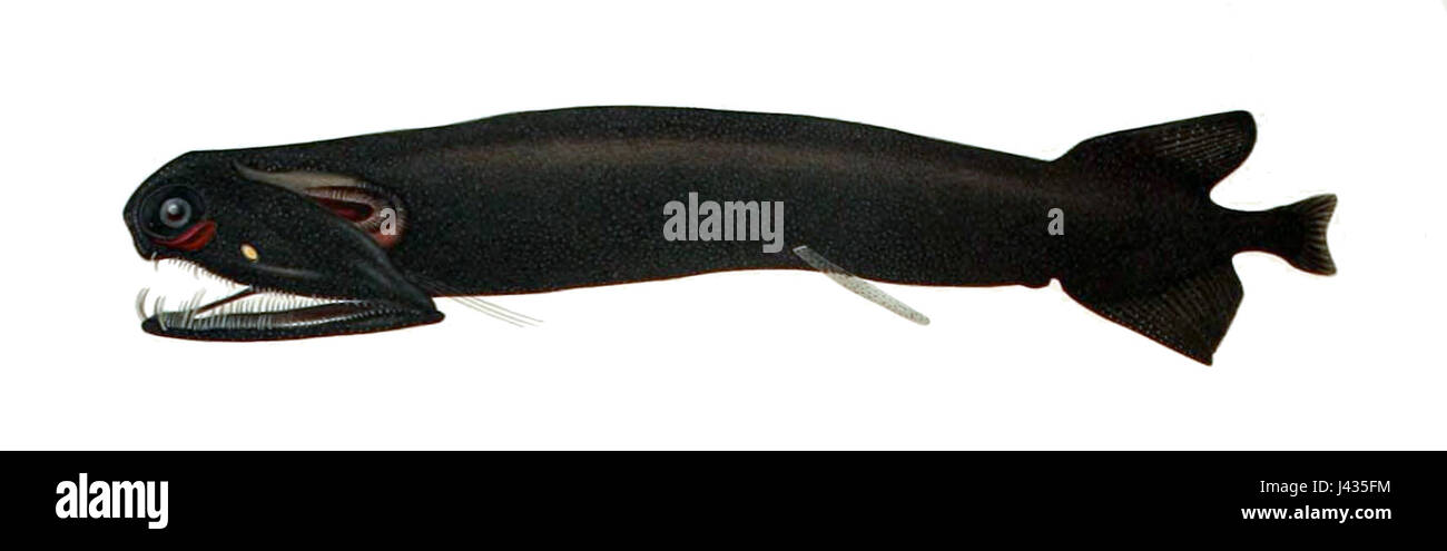 Malacosteus niger is a species of deep-sea fish known for its unique ...