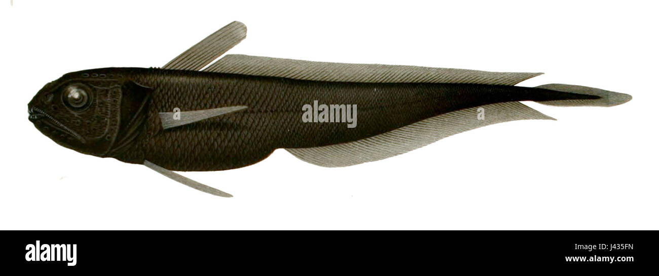Melanonus gracilis 1 Stock Photo - Alamy