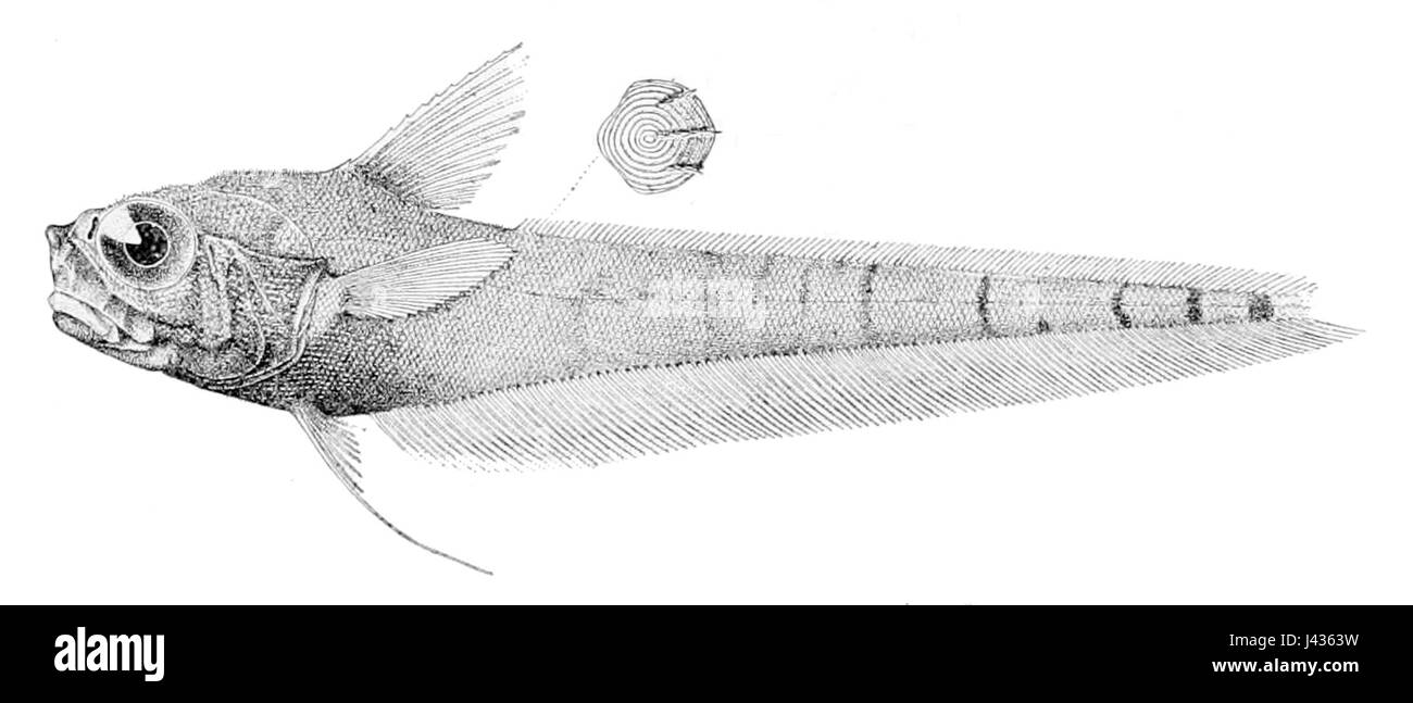 Kumba hi-res stock photography and images - Alamy