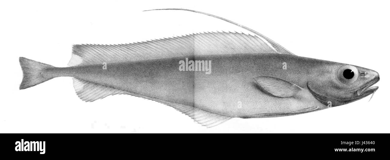 Lepidion ensiferus hi-res stock photography and images - Alamy