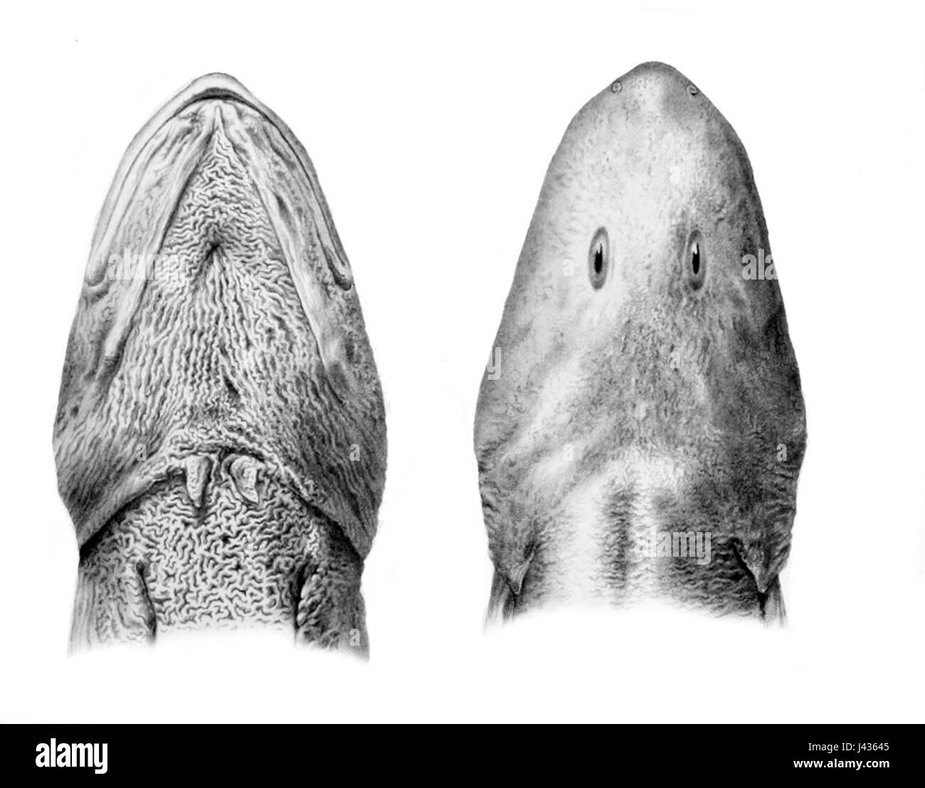 Reticulate patterns hi-res stock photography and images - Alamy