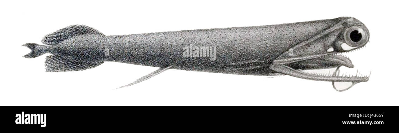 Malacosteus hi-res stock photography and images - Alamy