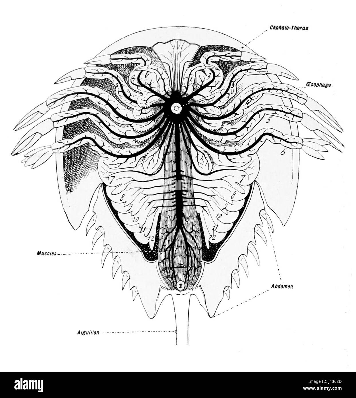Limulus anatomy Black and White Stock Photos & Images - Alamy