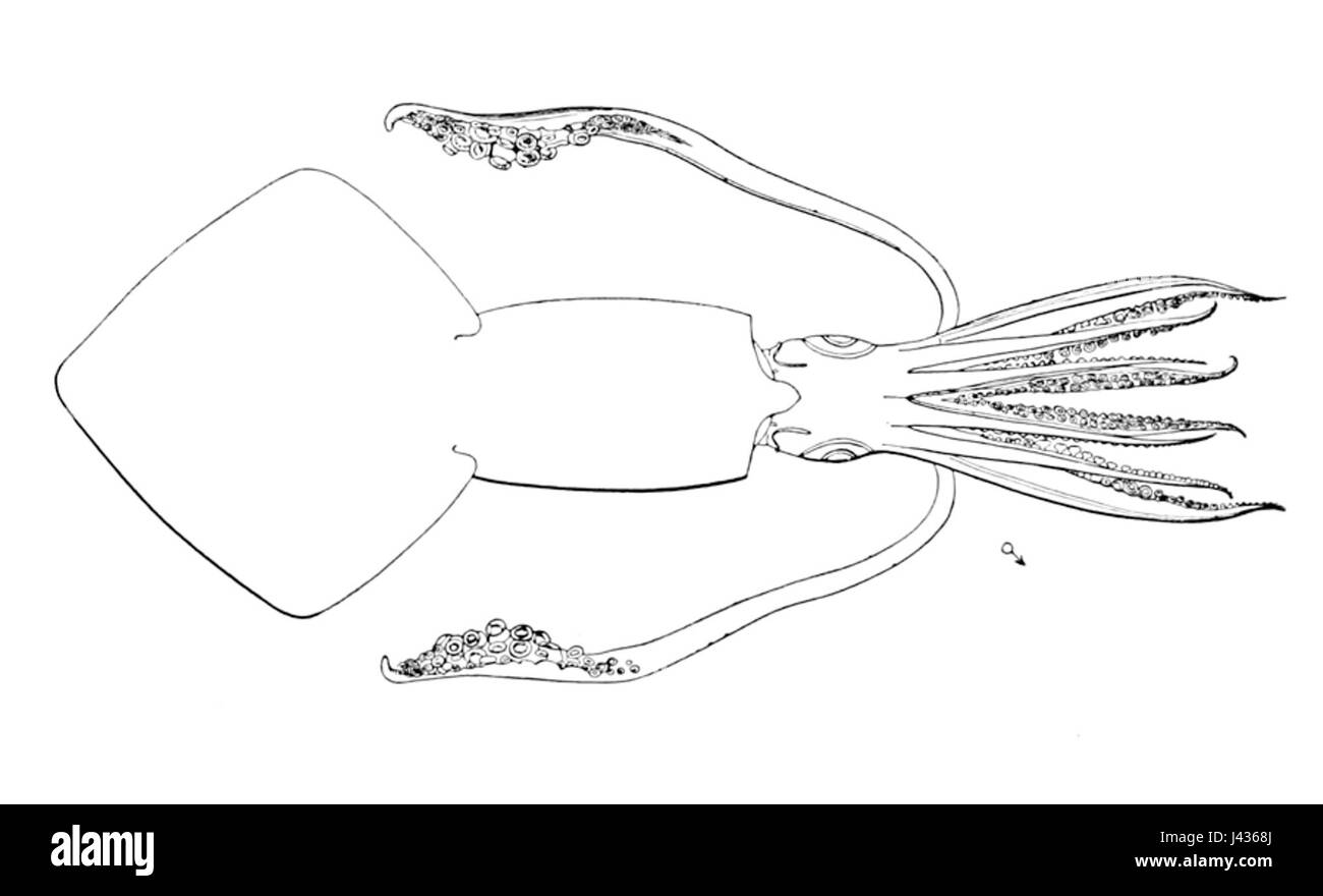 Loligo Cut Out Stock Images & Pictures - Alamy