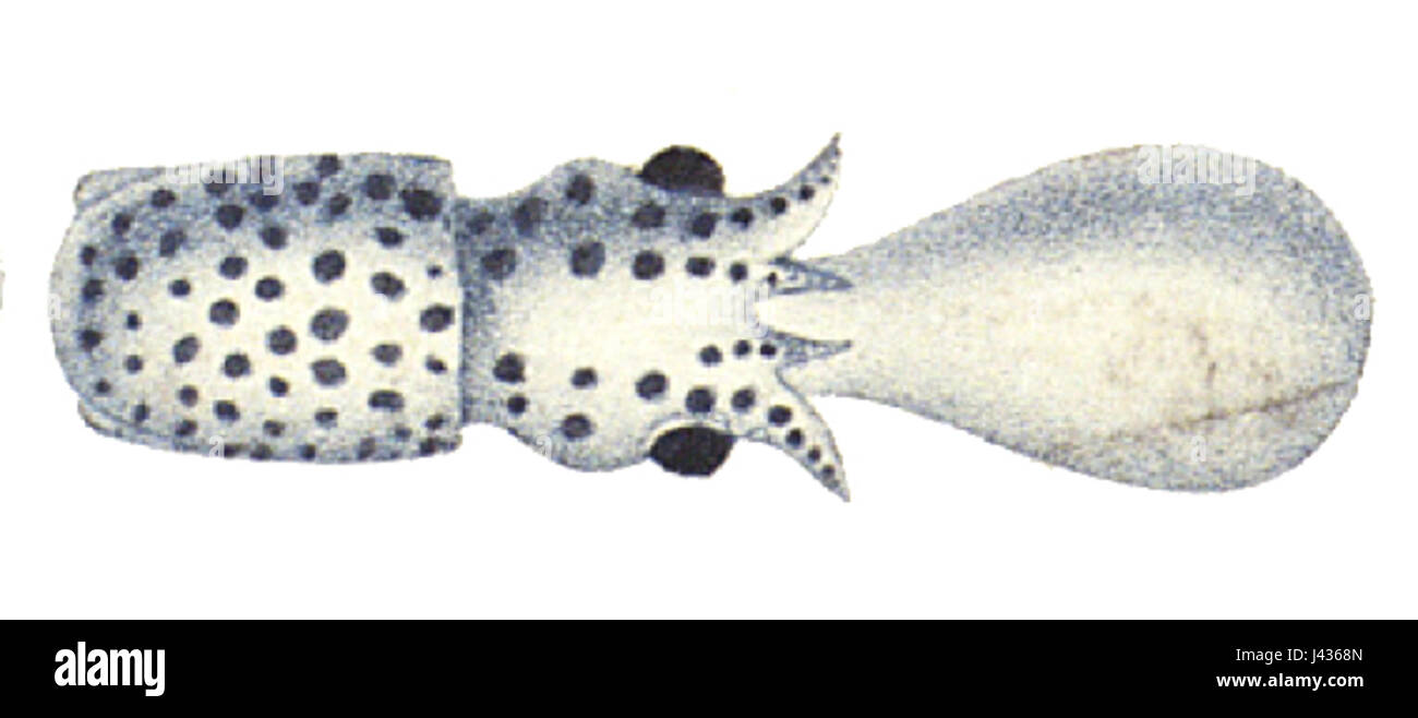 Embryo development stages embryology Cut Out Stock Images & Pictures ...