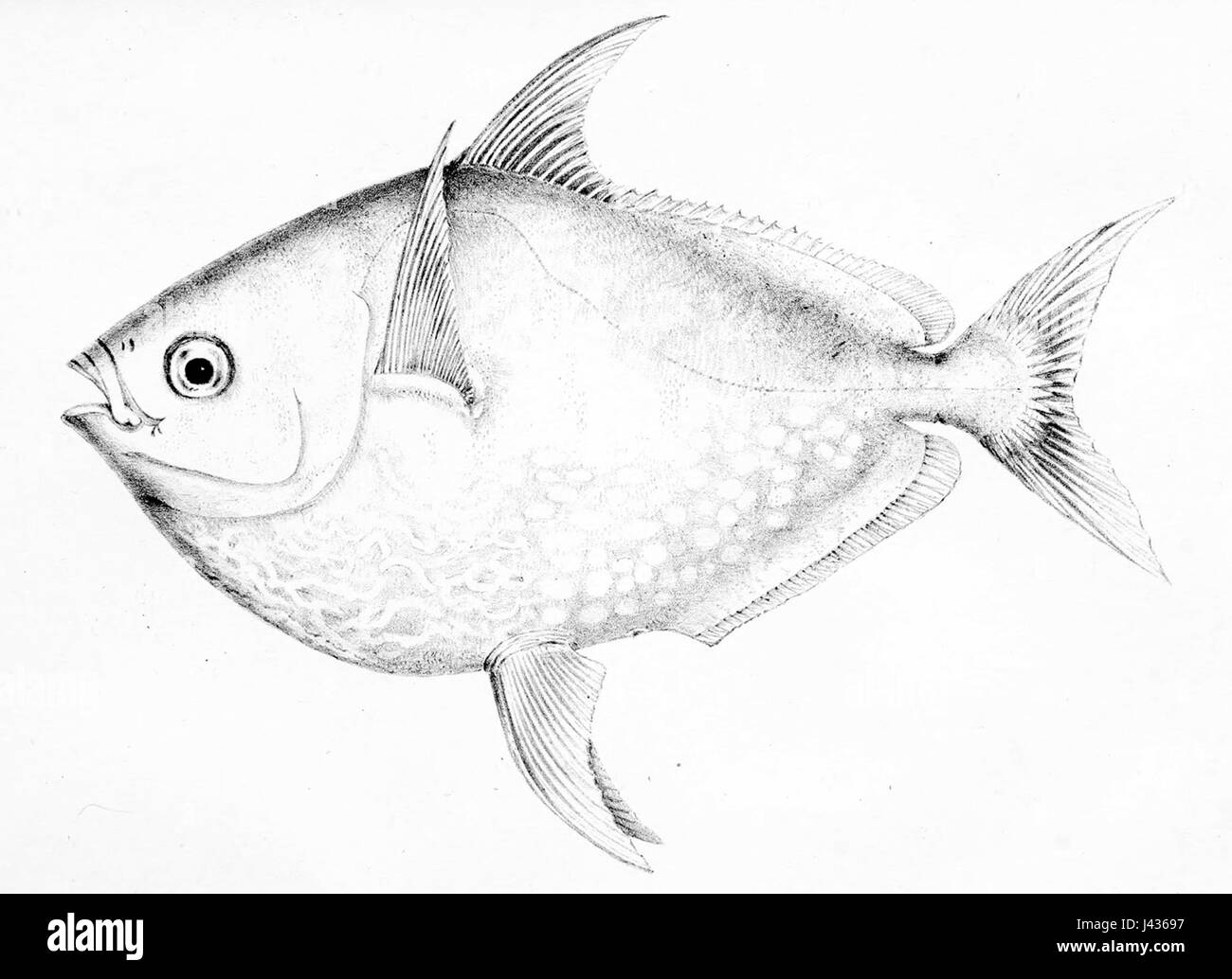 Lampris Guttatus High Resolution Stock Photography and Images - Alamy