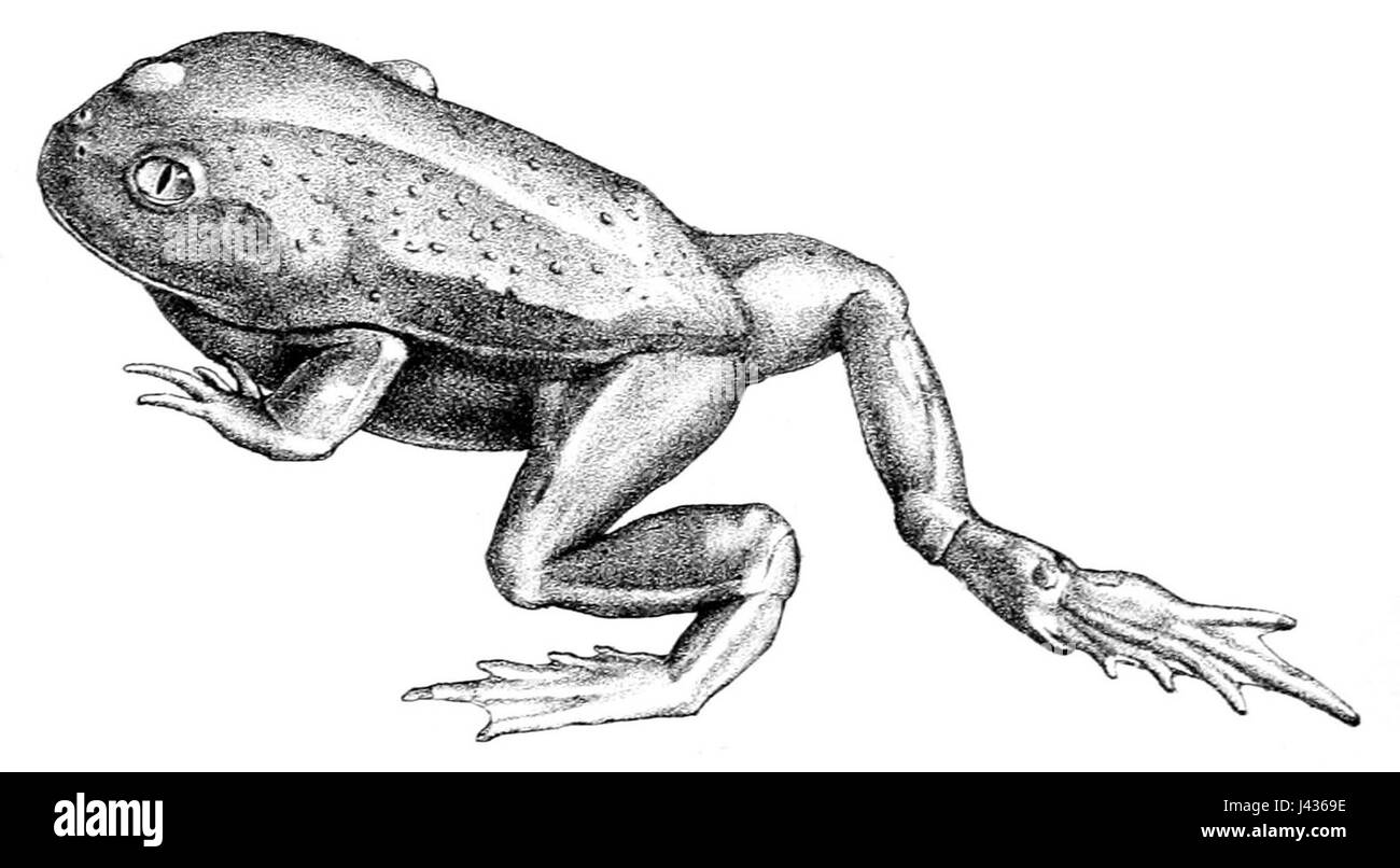 Litoria platycephala hi-res stock photography and images - Alamy