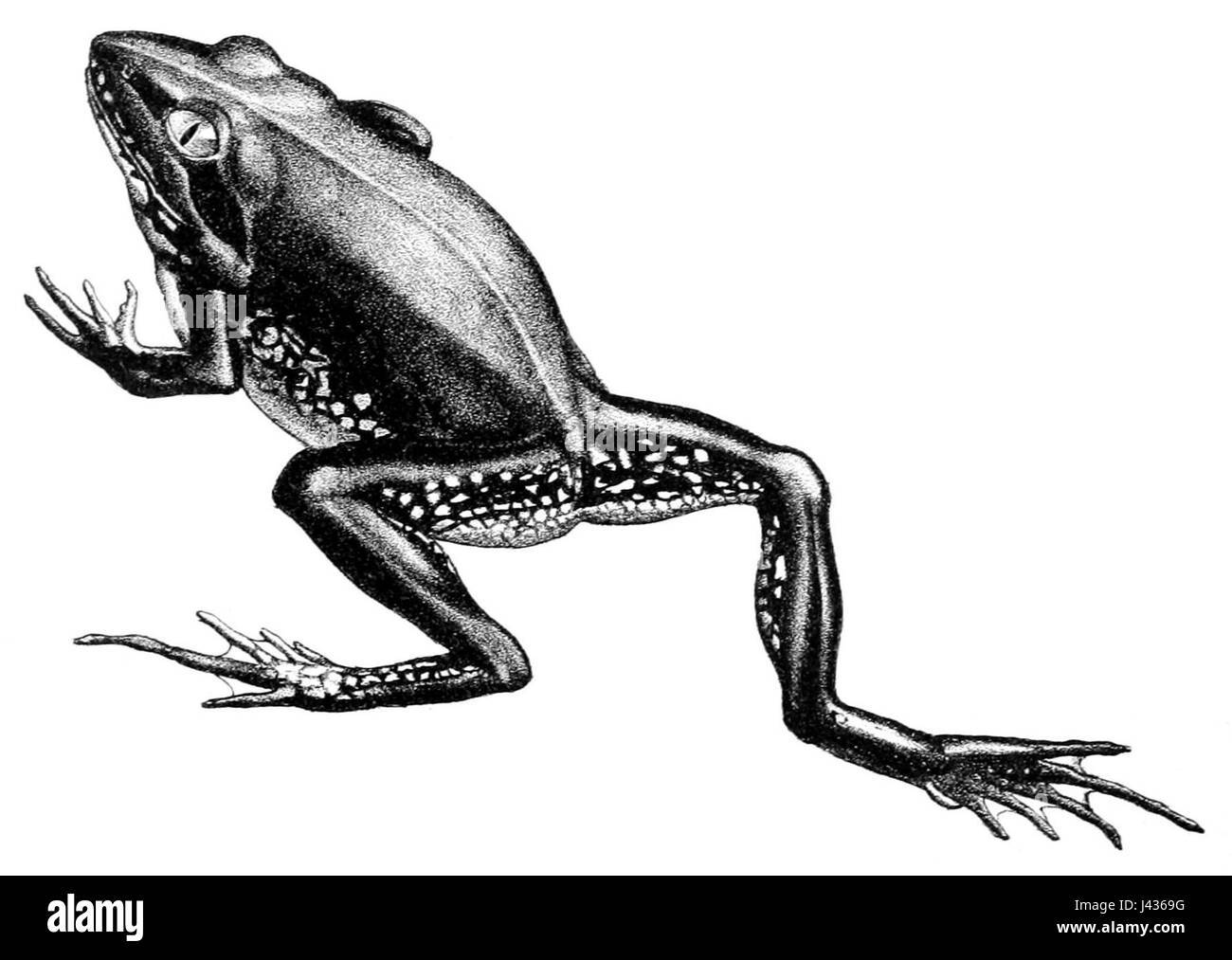 Green spots Black and White Stock Photos & Images - Alamy