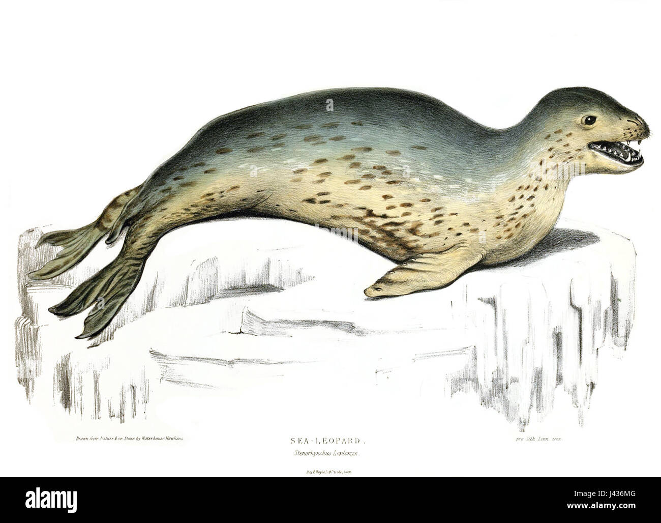 Illustration leopard seal hi-res stock photography and images - Alamy
