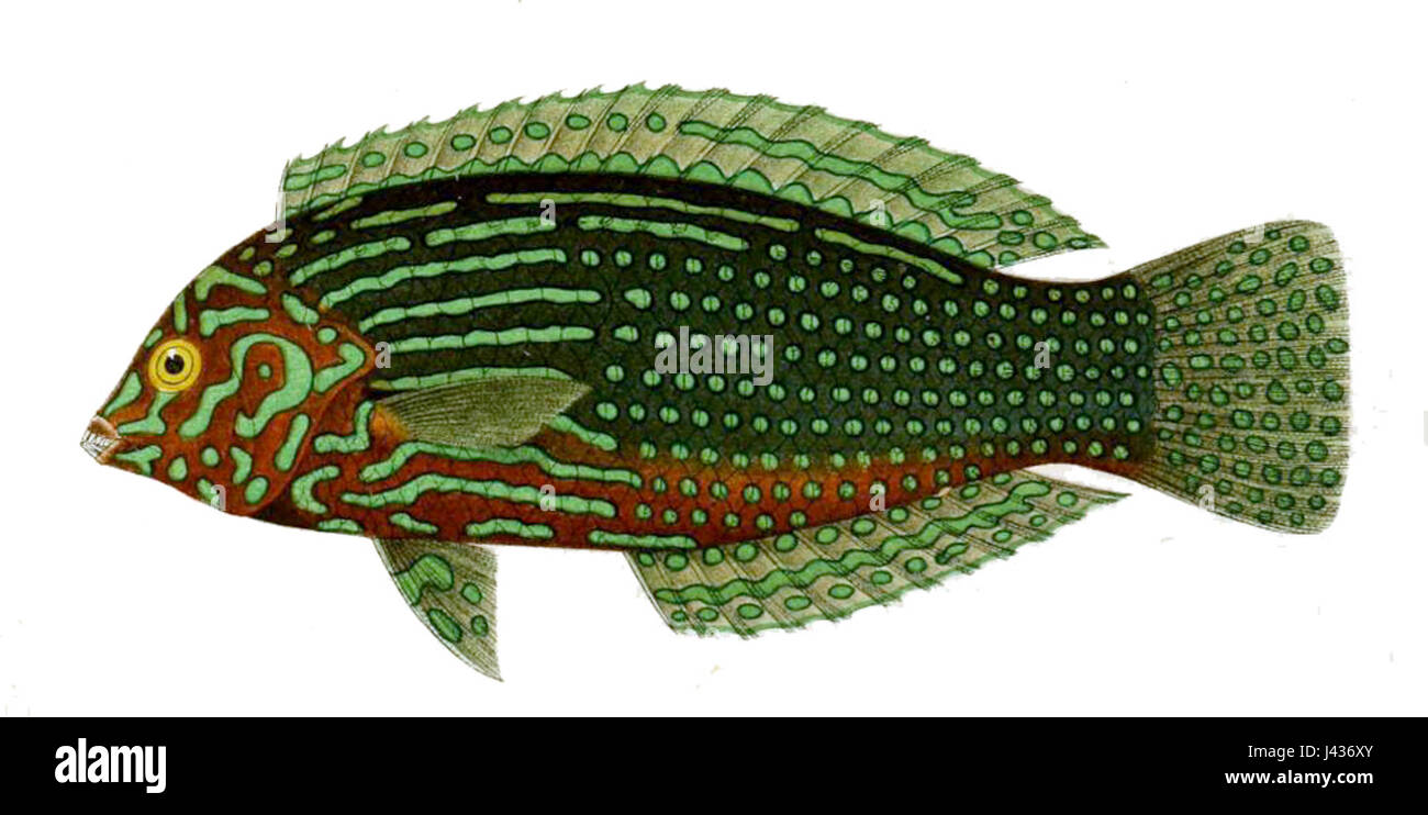 Labridae Cut Out Stock Images & Pictures - Alamy