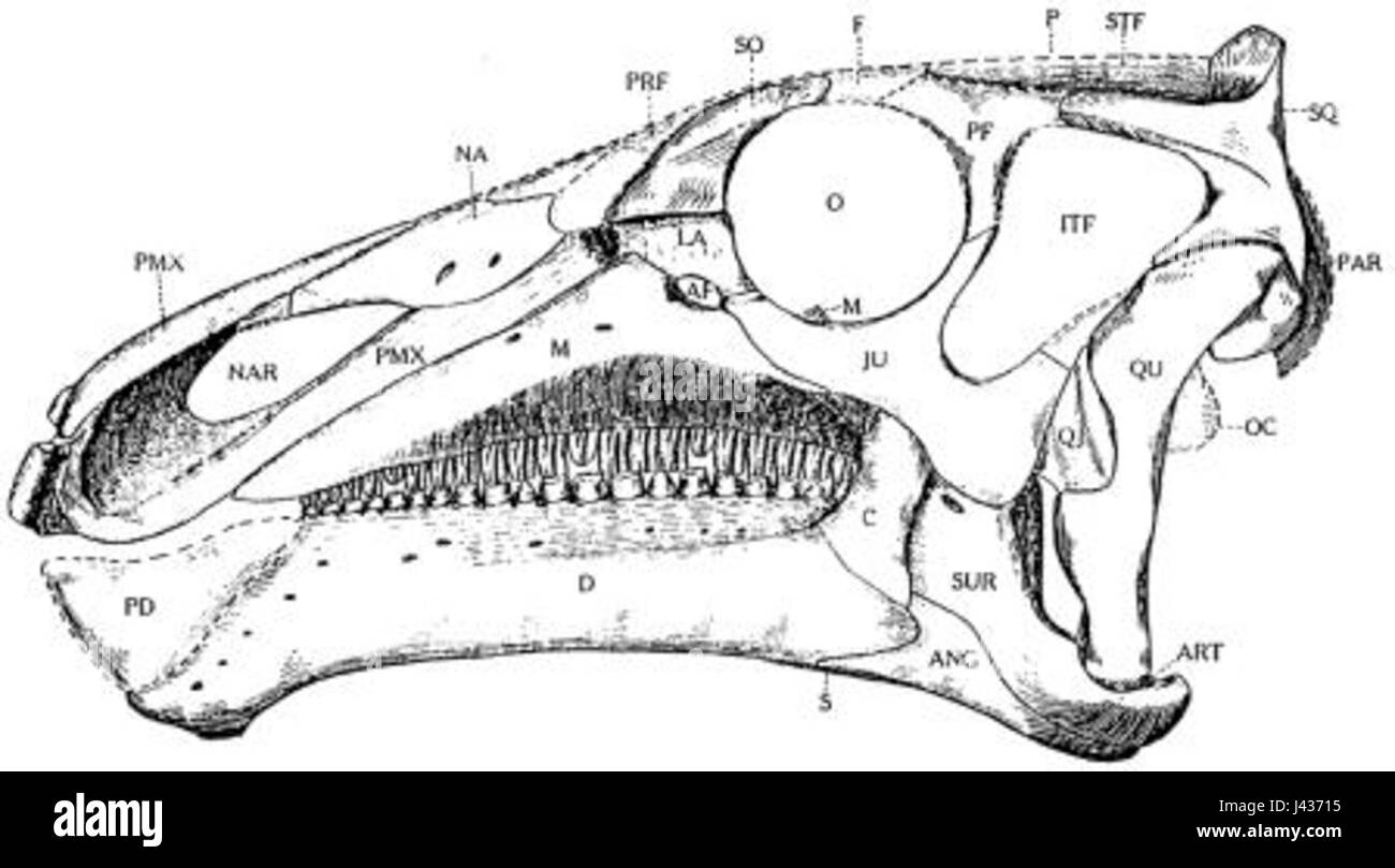 Mantellisaurus hi-res stock photography and images - Alamy