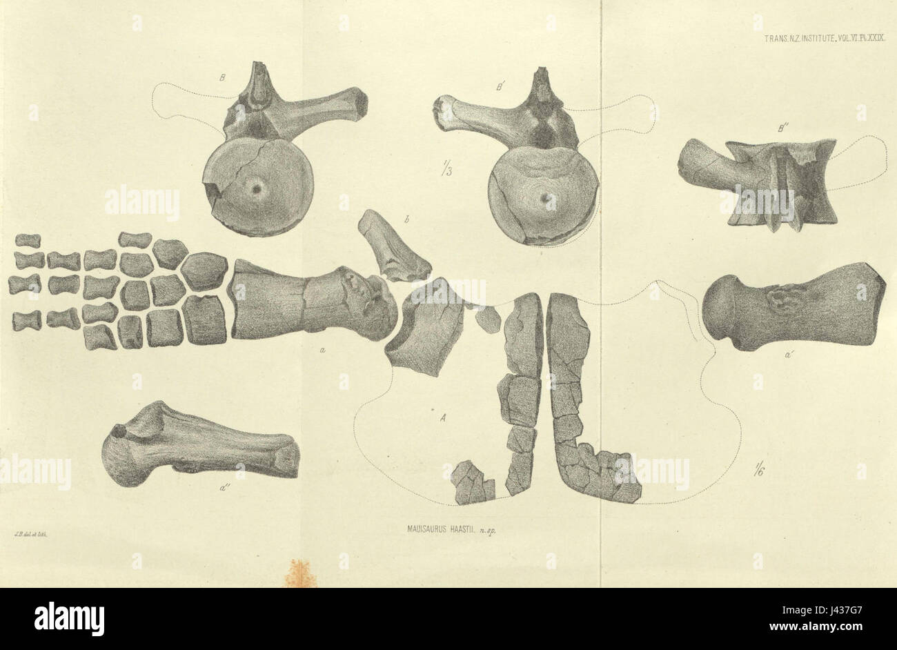 Mauisaurus is a genus of prehistoric marine reptiles that lived during ...