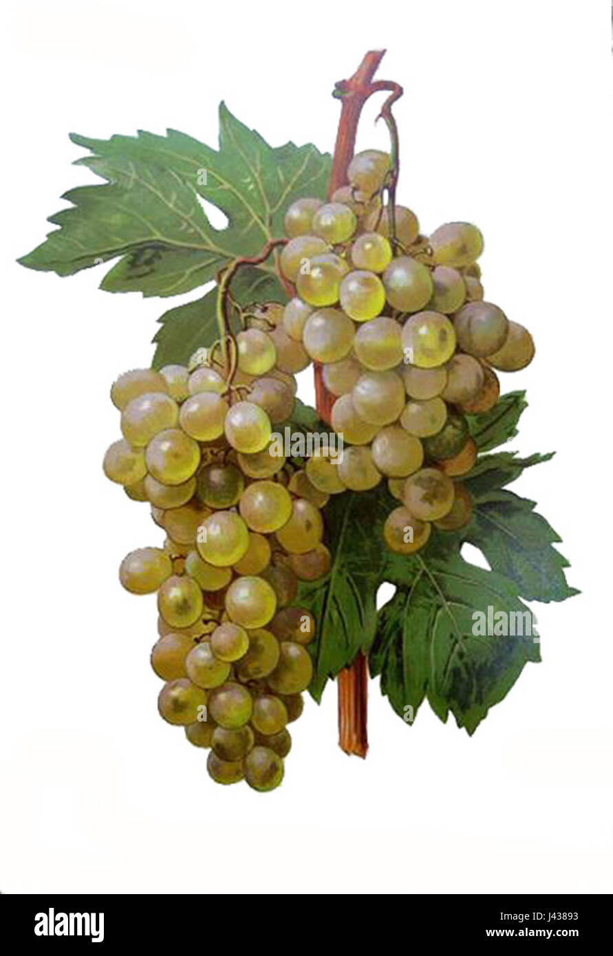 Madeleine angevine hi-res stock photography and images - Alamy